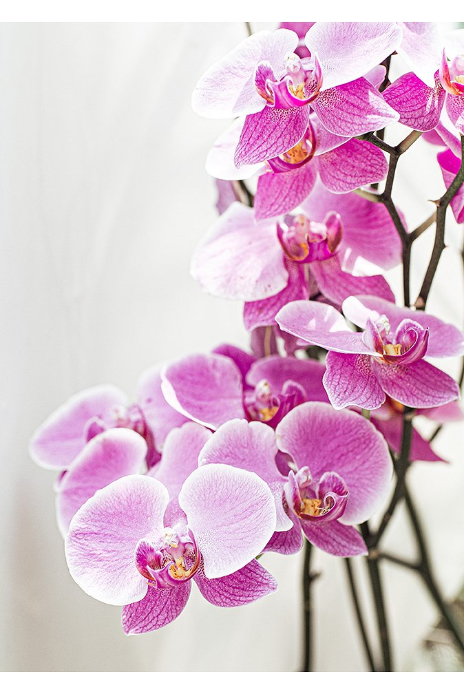 ORQUÍDEA ROSA | Venta de Cuadros Modernos | De La Paz